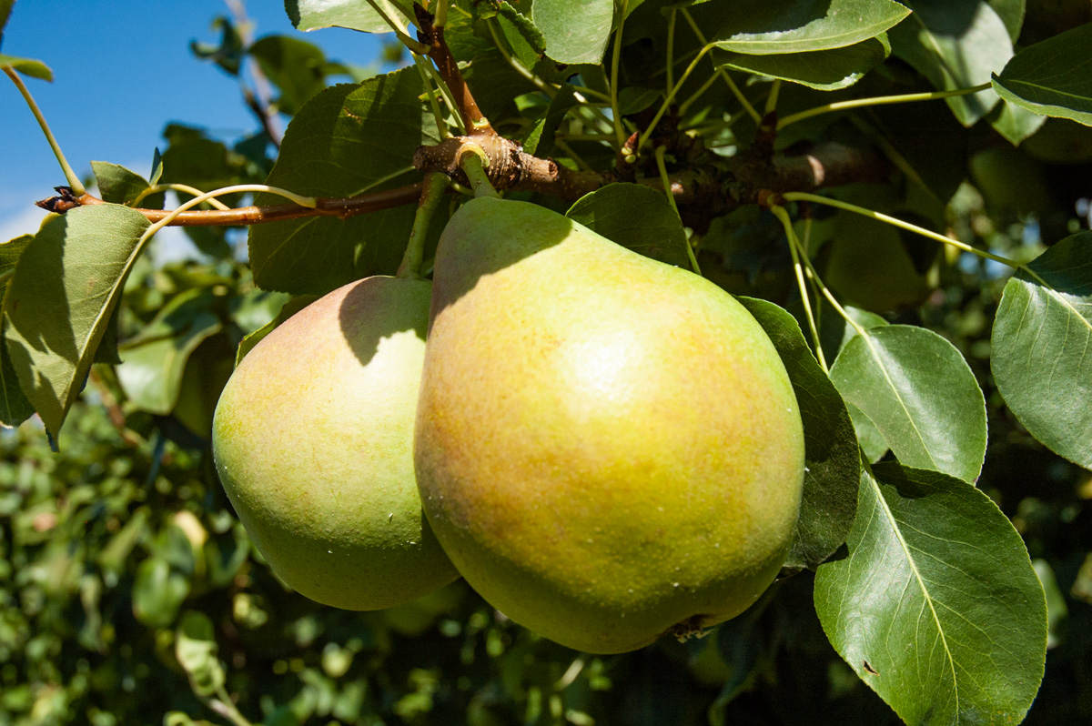 Seed fruit – Cosanse